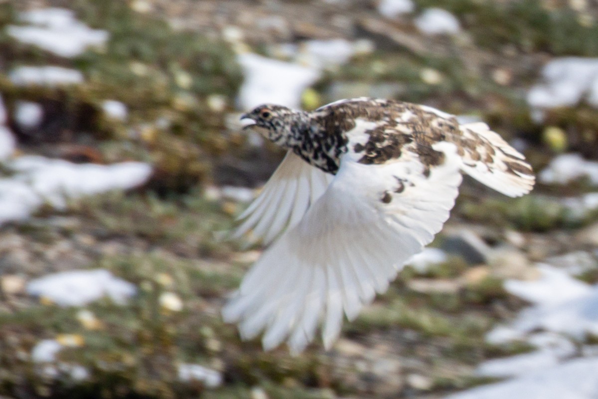 eBird Checklist - 15 Jun 2023 - Jasper National Park--Whistlers - 1 species
