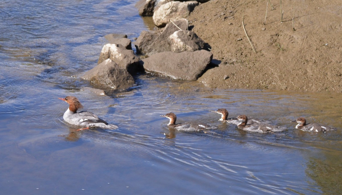 eBird Checklist - 1 Jul 2023 - Colony Farm - 34 species