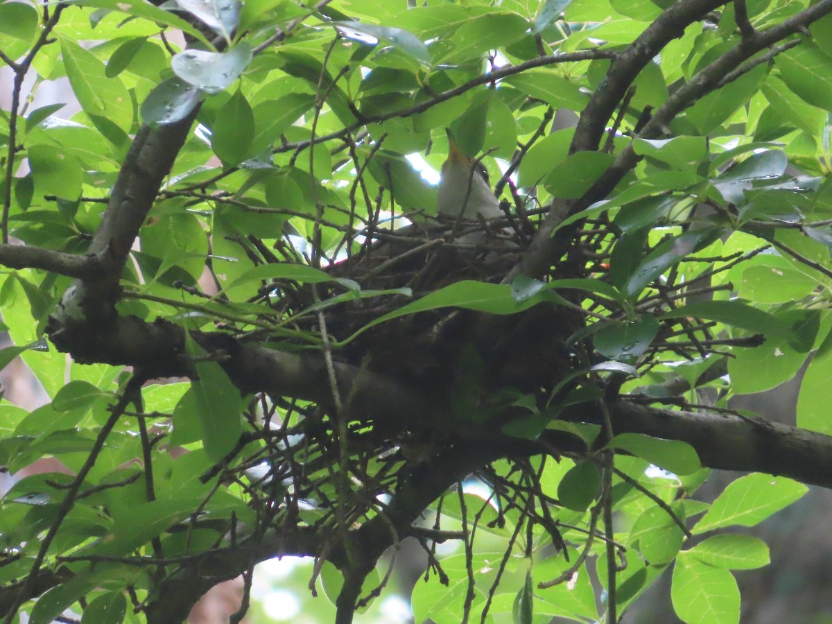 Maryland-DC Breeding Bird Atlas Checklist - 1 Jul 2023 - Magothy ...