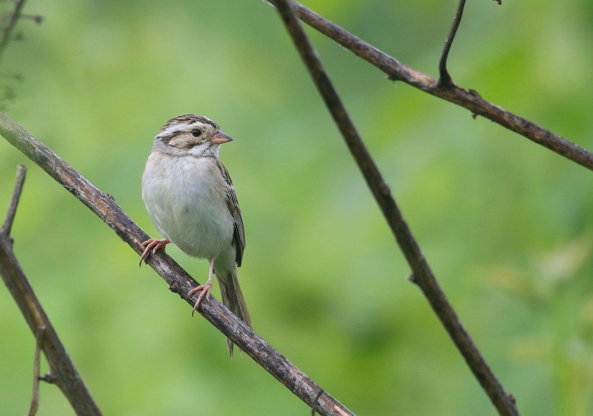 eBird Checklist - 1 Jul 2023 - Old Hemlock (Private) - 37 species