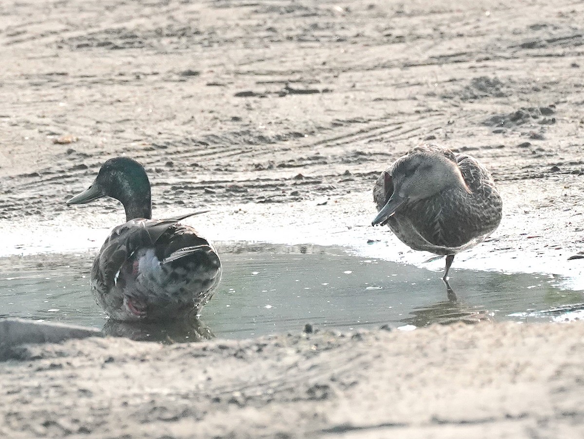 eBird Checklist - 1 Jul 2023 - Breezy Point Tip - 39 species (+1 other ...