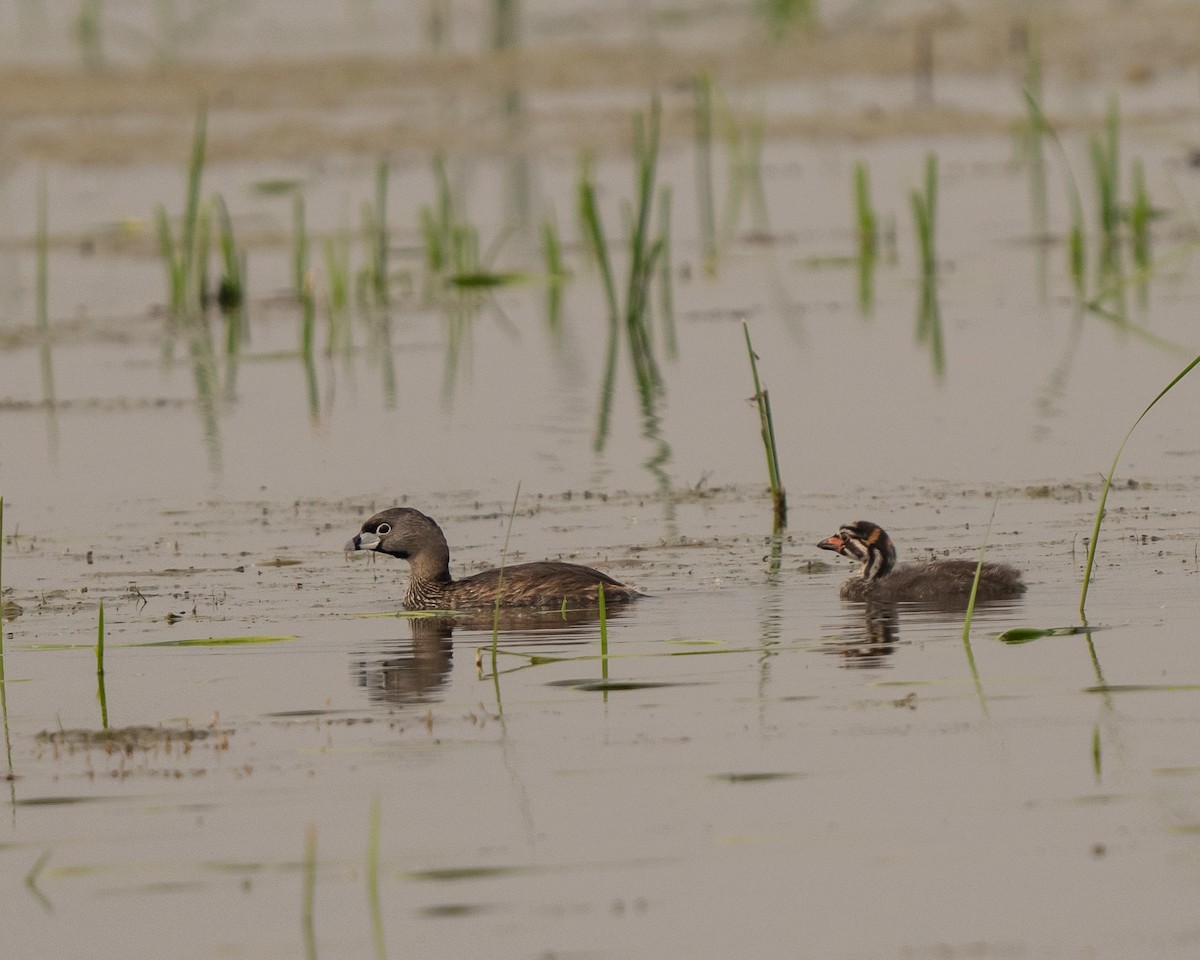 eBird Checklist - 29 Jun 2023 - Howard Marsh Metropark - 25 species