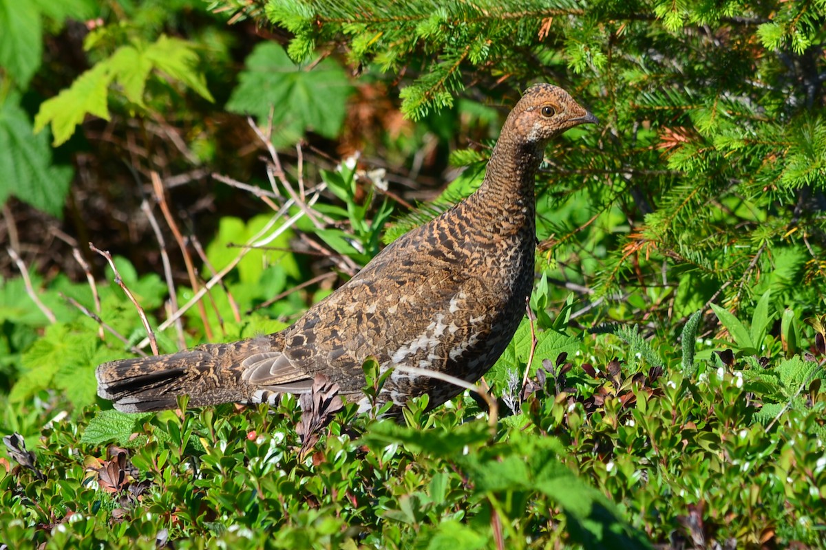 eBird Checklist - 30 Jun 2023 - Elk Mountain - 18 species