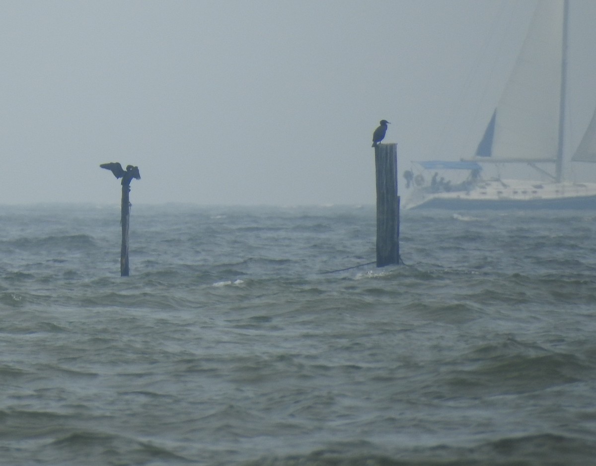 Maryland-DC Breeding Bird Atlas Checklist - 1 Jul 2023 - Franklin Point ...