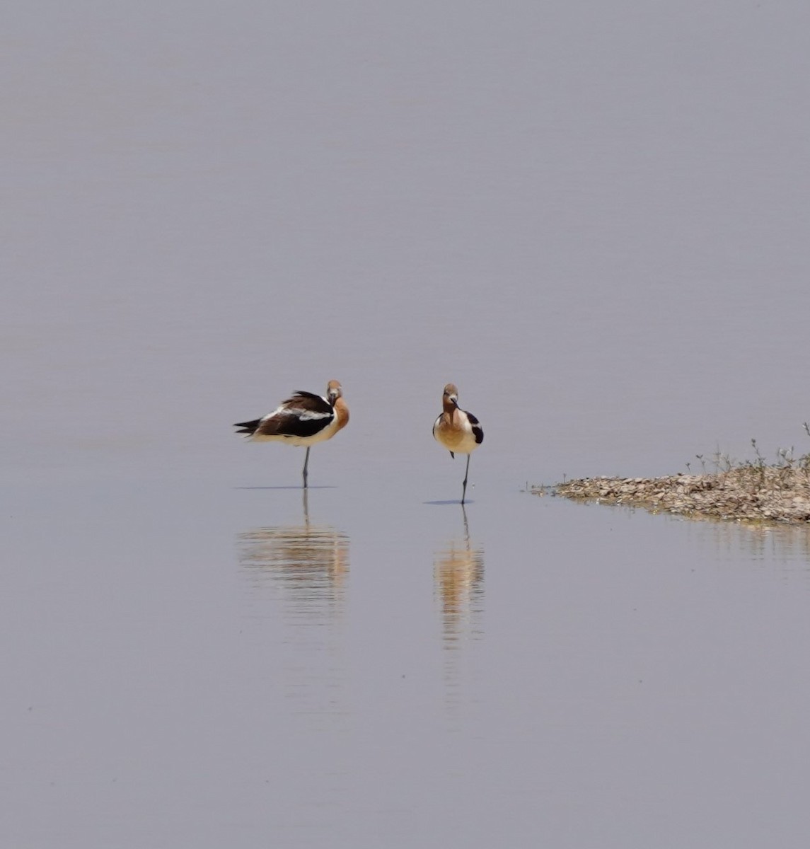 eBird Checklist - 24 Jun 2023 - Long Ridge Reservoir - 1 species