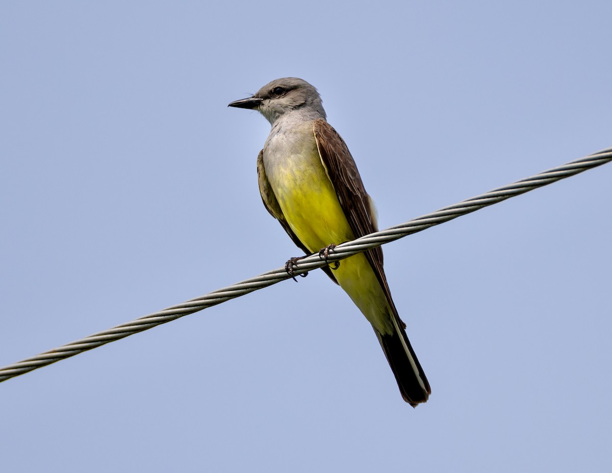eBird Checklist - 1 Jul 2023 - Lytle Creek Rd - 4 species