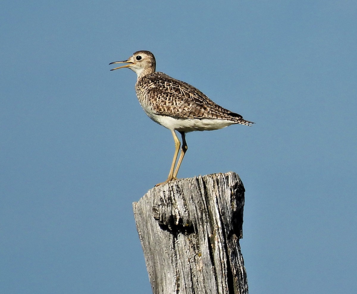 eBird Checklist - 1 Jul 2023 - Judith Gap Rd - 15 species