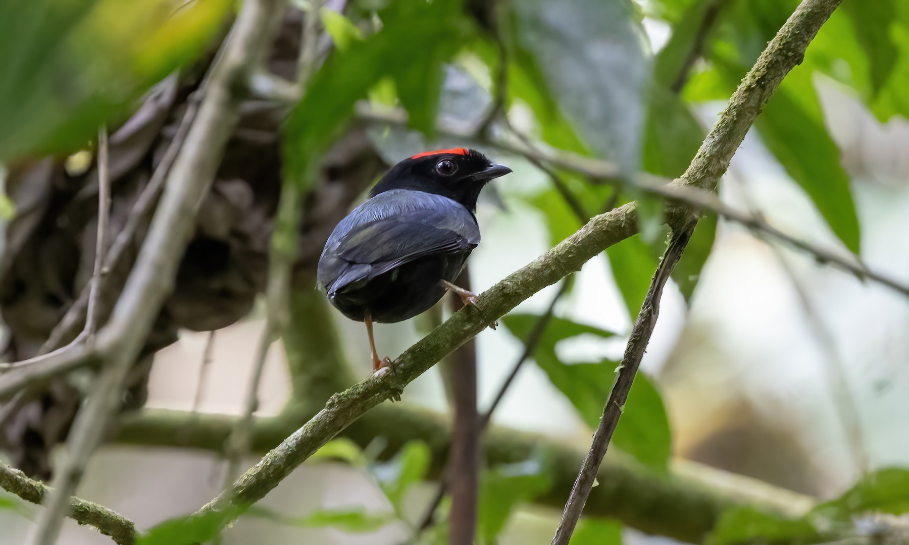 Blue-backed Manakin (napensis) - eBird