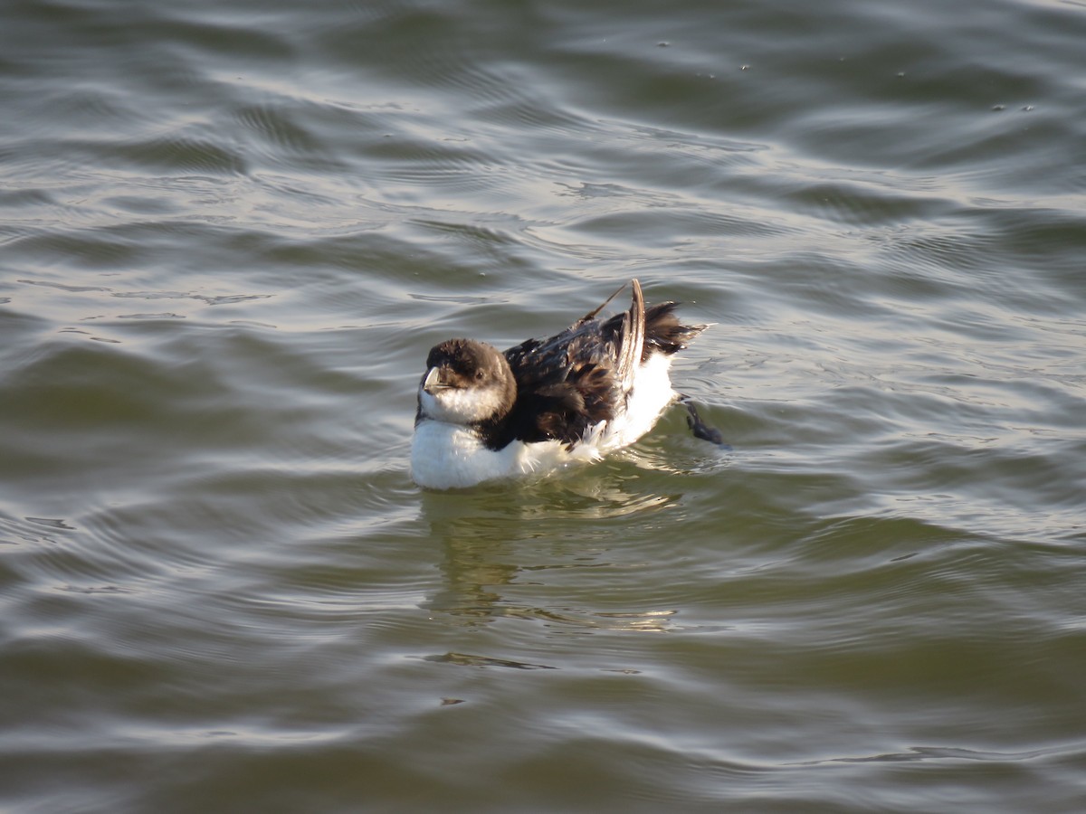 eBird Checklist - 2 Jul 2023 - Marismas del Odiel PNat--Espigón Juan ...