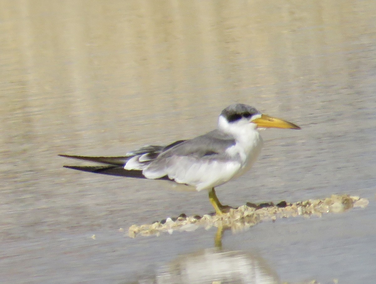 eBird Checklist - 2 Jul 2023 - Pope Paul II Blvd. - 6 species