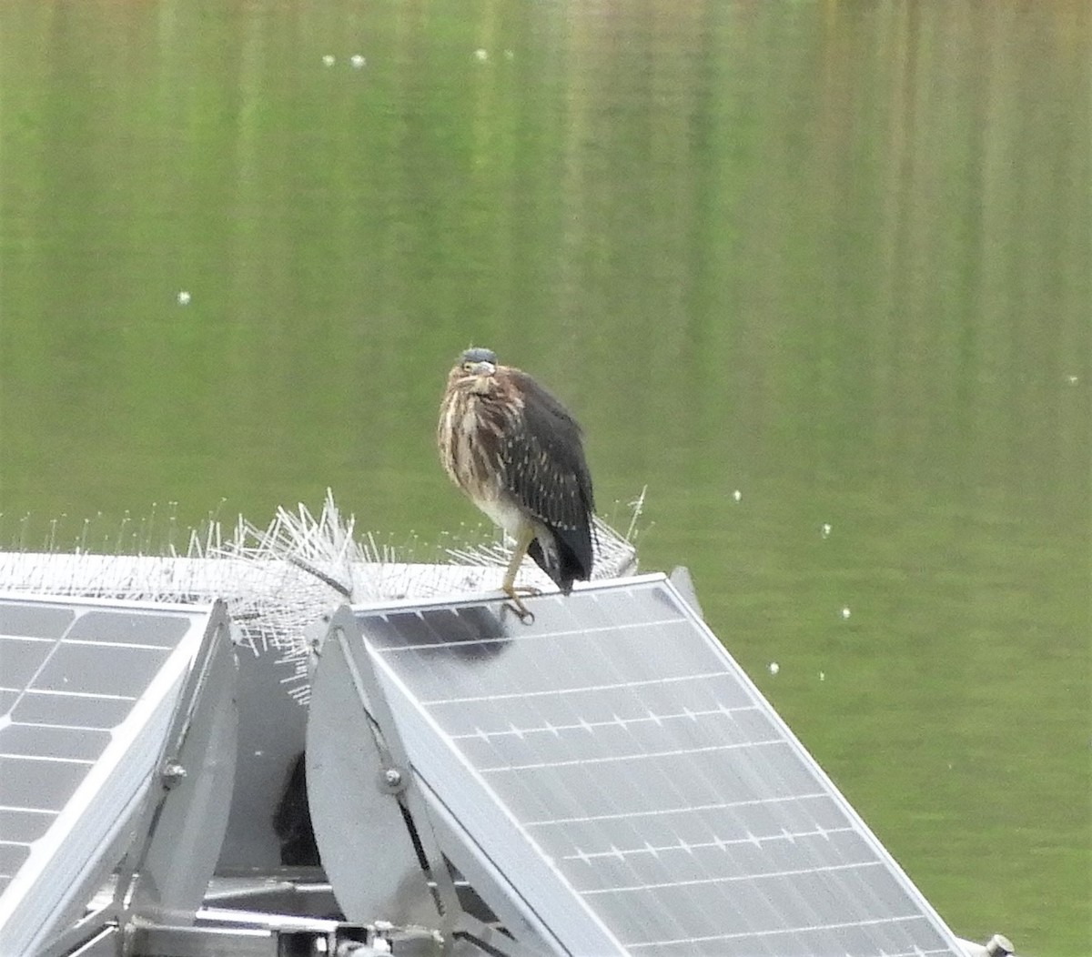 eBird Checklist - 2 Jul 2023 - Lake Barton - 31 species