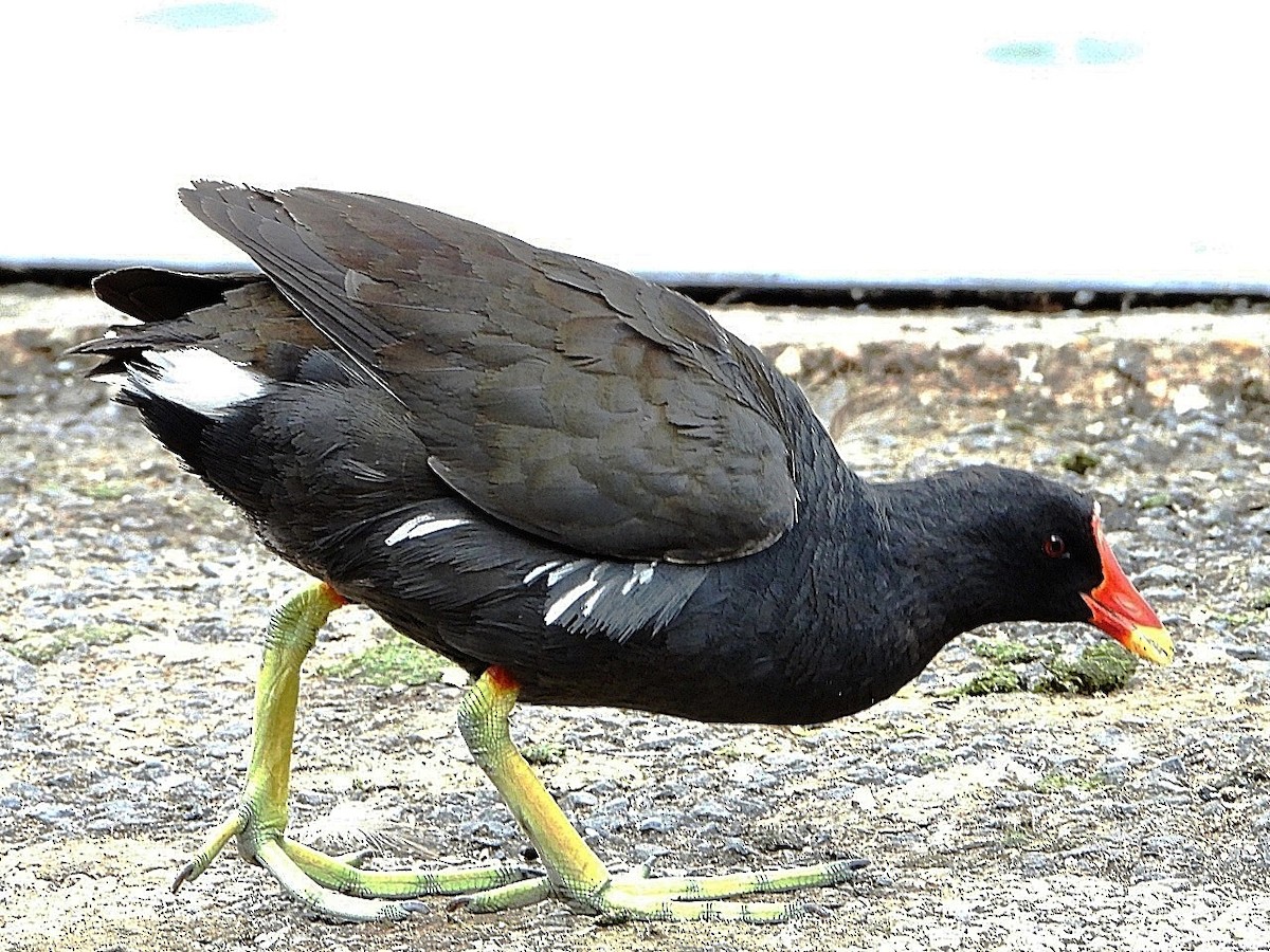 eBird Checklist - 2 Jul 2023 - Yeadon Tarn - 8 species (+1 other taxa)
