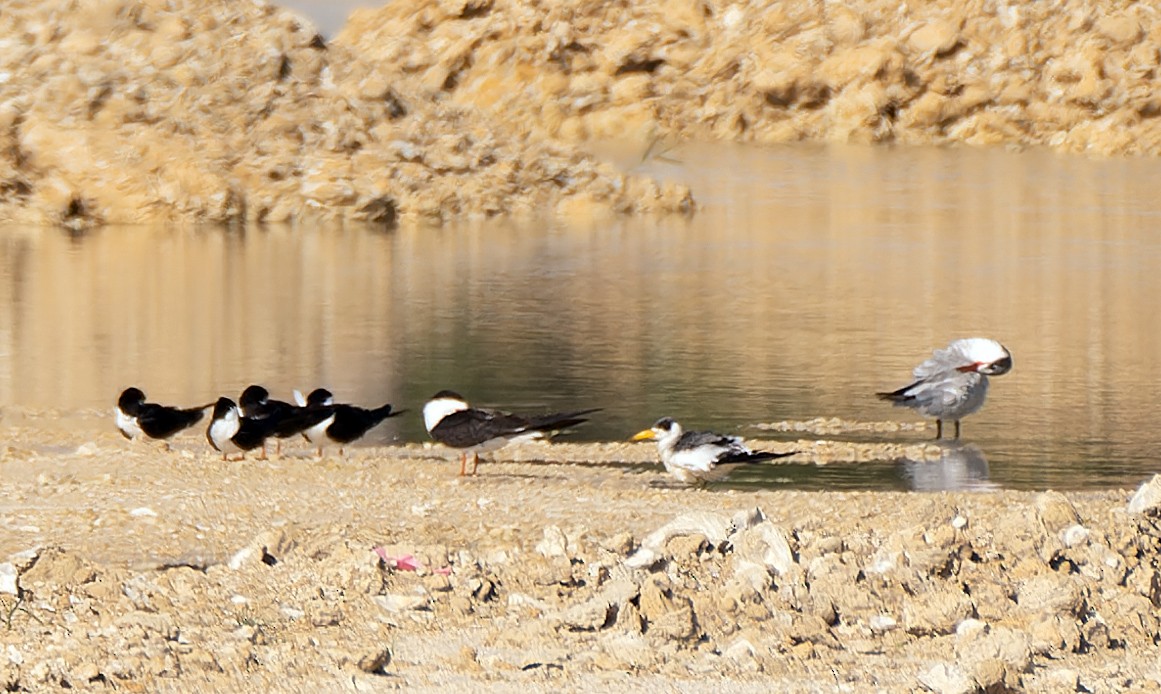 eBird Checklist - 2 Jul 2023 - Pope Paul II Blvd. - 16 species (+1 ...