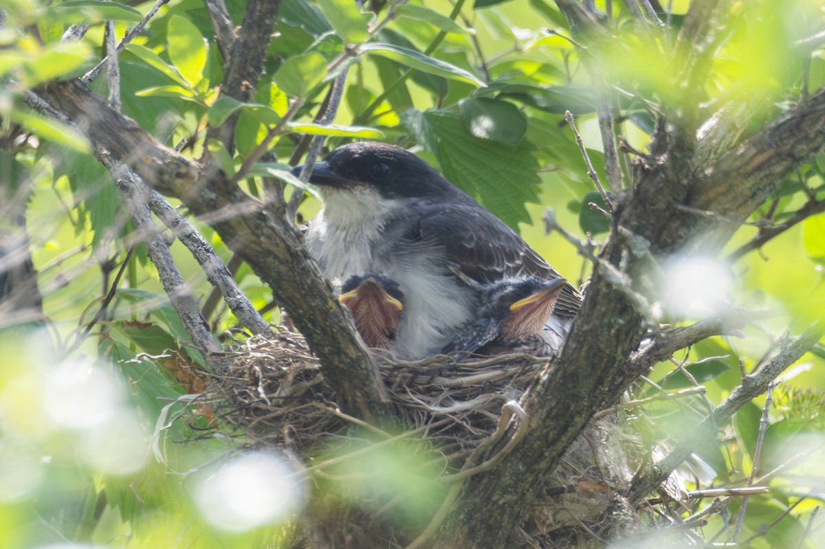 New York Breeding Bird Atlas Checklist - 24 Jun 2023 - 10303–10383 ...