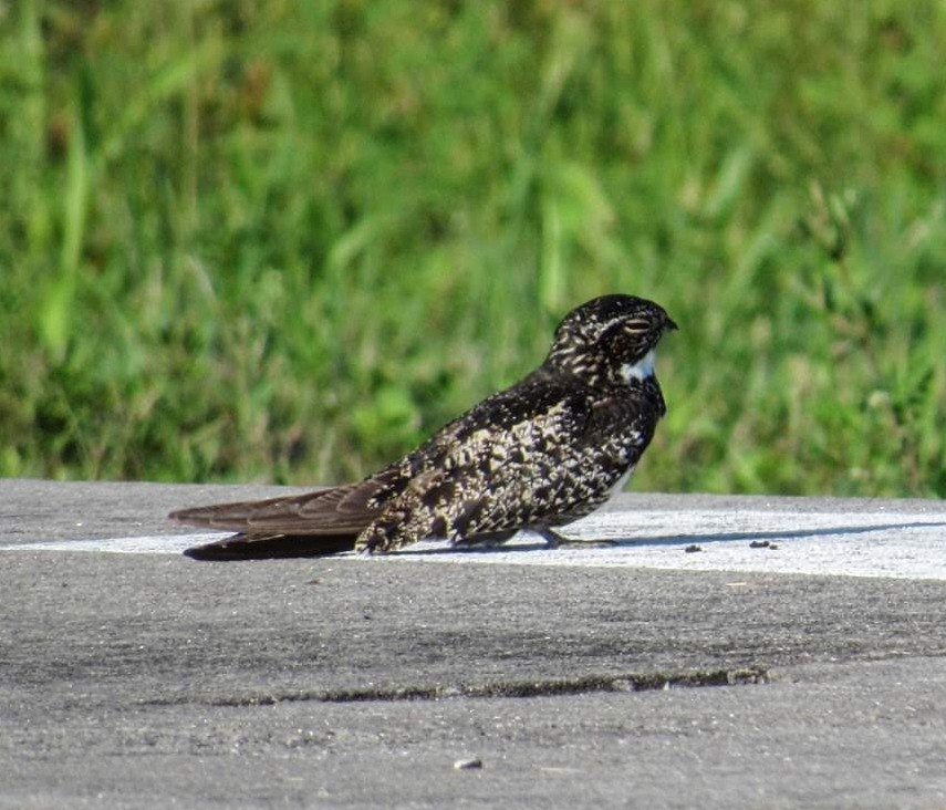 eBird Checklist - 2 Jul 2023 - A1-FEB - 23 species