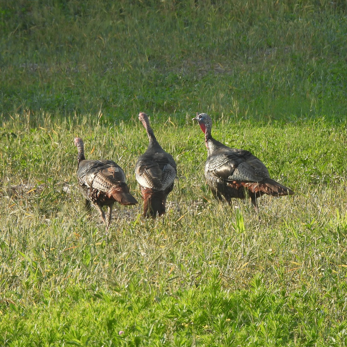 eBird Checklist - 2 Jul 2023 - Tamarack Nature Center - 36 species