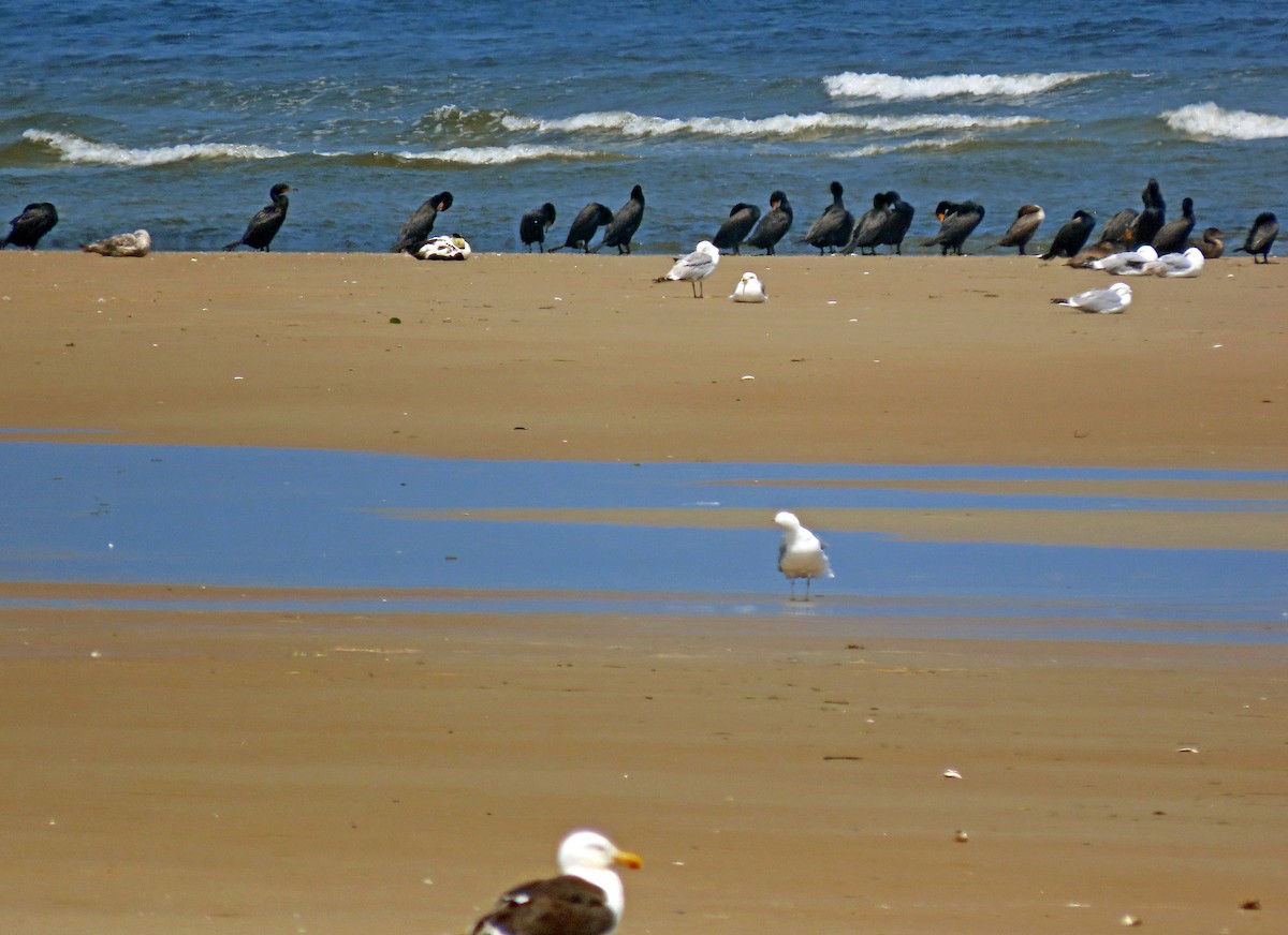 eBird Checklist - 1 Jul 2023 - Sandy Point State Reservation - 31 species