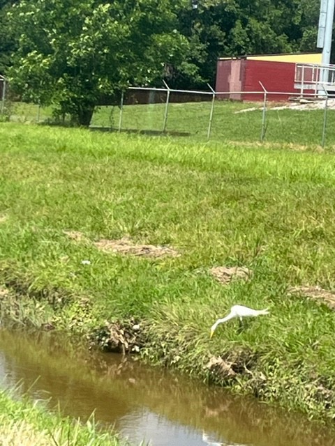 eBird Checklist - 2 Jul 2023 - Alpha "Hot Rod Heaven" neighborhood KY ...
