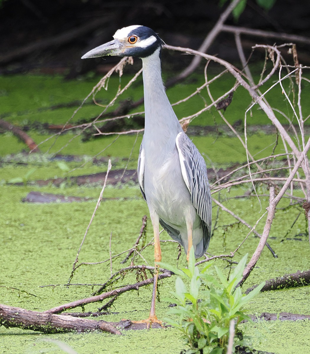eBird Checklist - 2 Jul 2023 - 2663 E 450 N Peru US - 14 species