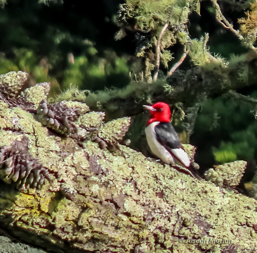 Red-headed Woodpecker - Melanerpes erythrocephalus - Media Search ...
