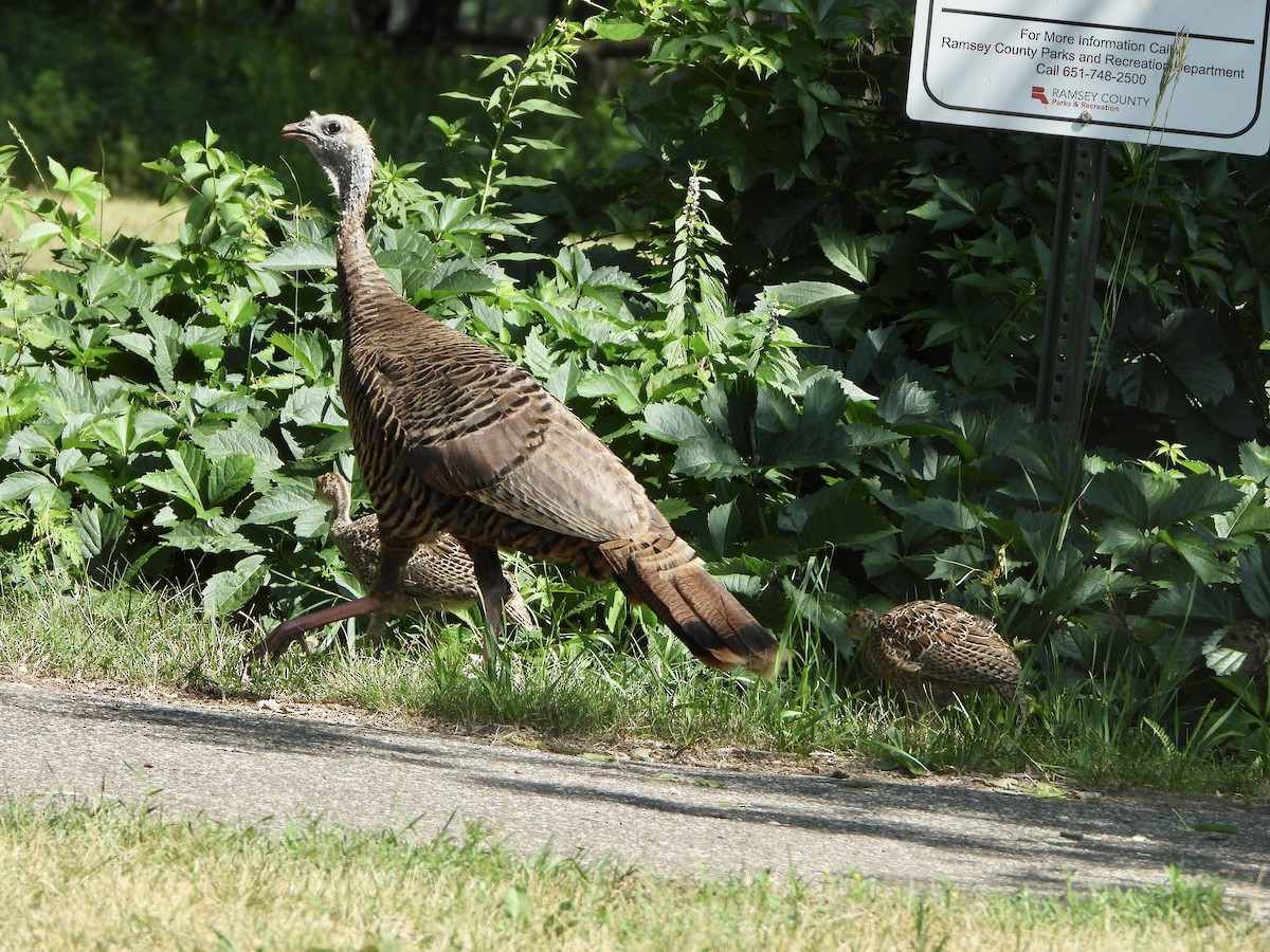 eBird Checklist - 2 Jul 2023 - Tamarack Nature Center - 42 species (+1 ...