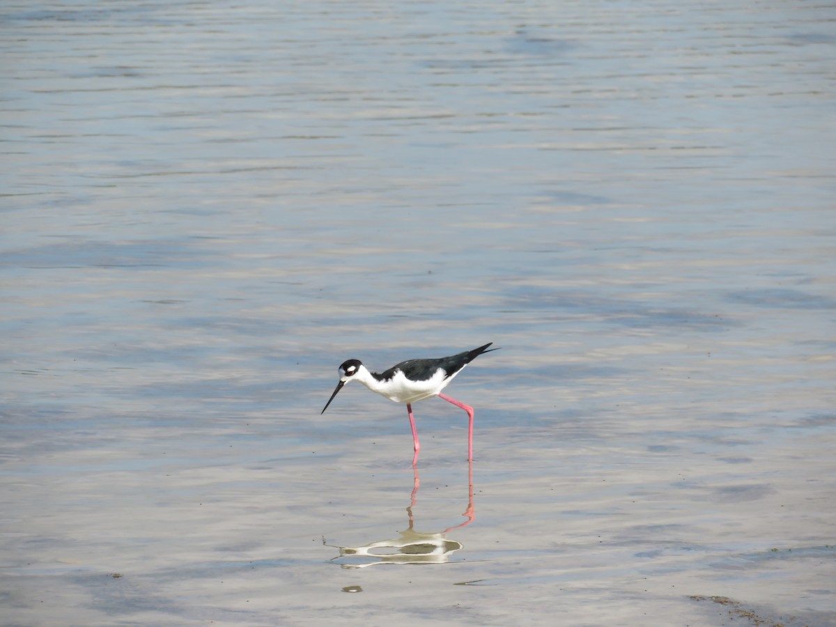 eBird Checklist - 10 Feb 2017 - Santa Cruz--Tortuga Bay and trail from ...