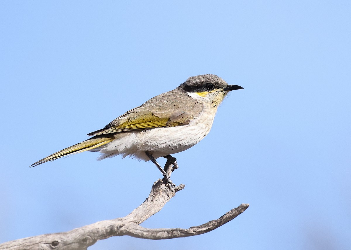 eBird Checklist - 23 Jun 2023 - Whyalla Conservation Park - 7 species