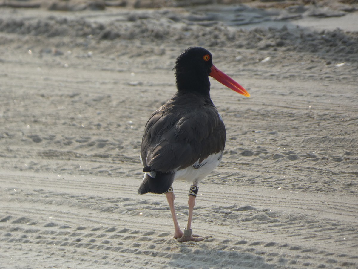 eBird Checklist - 30 Jun 2023 - Chincoteague NWR--Beach - 22 species