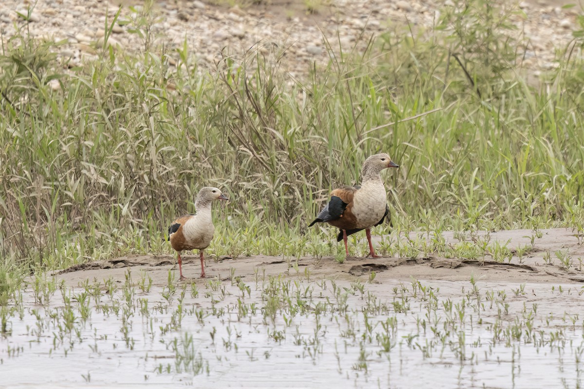eBird Checklist - 15 Jun 2023 - RN Tambopata--Collpa Chuncho - 7 species