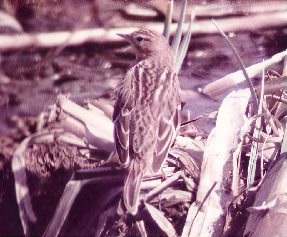 ebird-checklist-11-may-1984-big-waters-nr-1-species