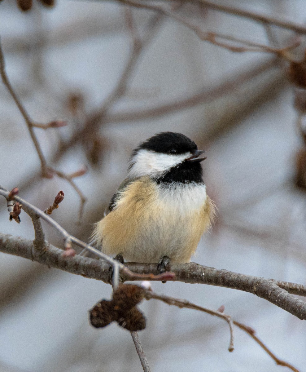 eBird Checklist - 25 Dec 2021 - Carver Park Reserve--Lowry Nature ...