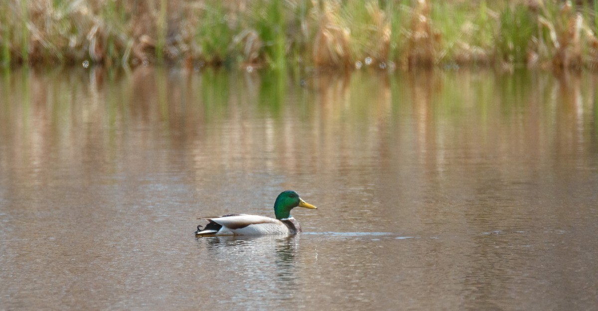 eBird Checklist - 16 Apr 2021 - Carlos Avery WMA--Carlos Avery Unit, SW ...
