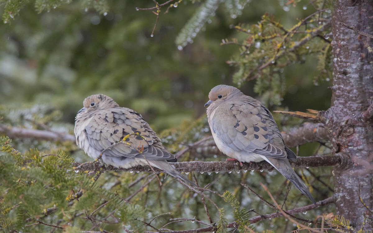 eBird Checklist - 14 Apr 2023 - Forteau--English Pt and Beach - 7 species