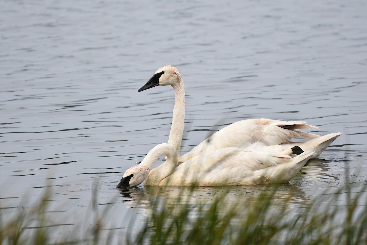 eBird Checklist - 1 Jul 2023 - Bombay Hook NWR - 62 species
