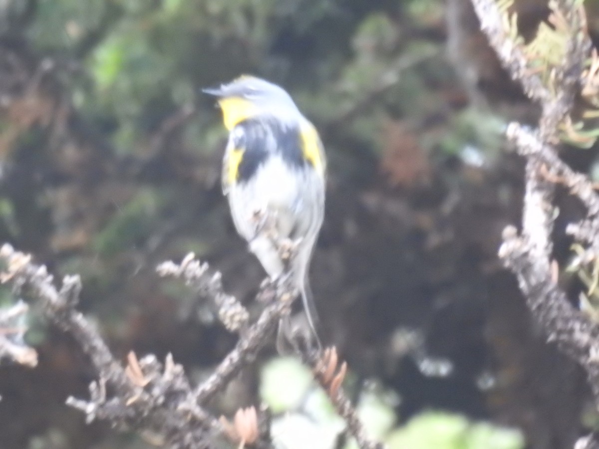 eBird Checklist - 3 Jul 2023 - Rabbit Ears Pass - West Summit - 13 species