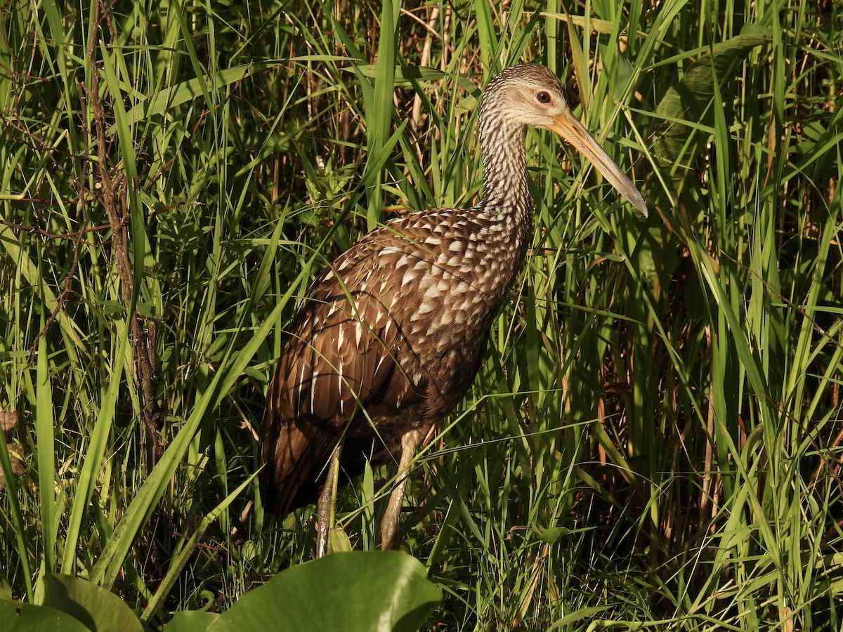 eBird Checklist - 3 Jul 2023 - stakeout Limpkin (2023), White Lake - 14 ...
