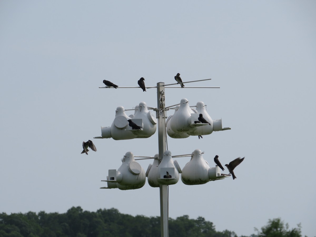 eBird Checklist - 3 Jul 2023 - Flat Creek PFA - 16 species