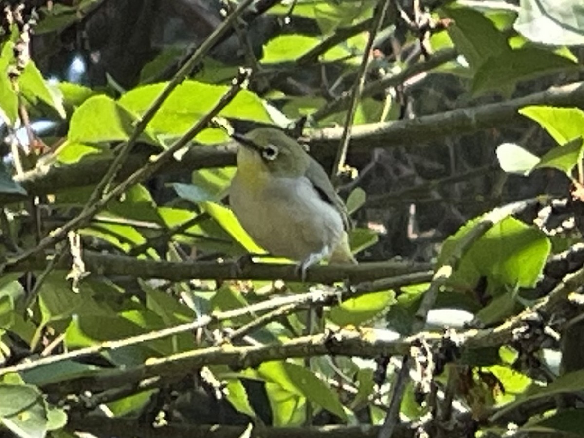 eBird Checklist - 3 Jul 2023 - Top Secret Hideout (Birding Lair Supreme ...