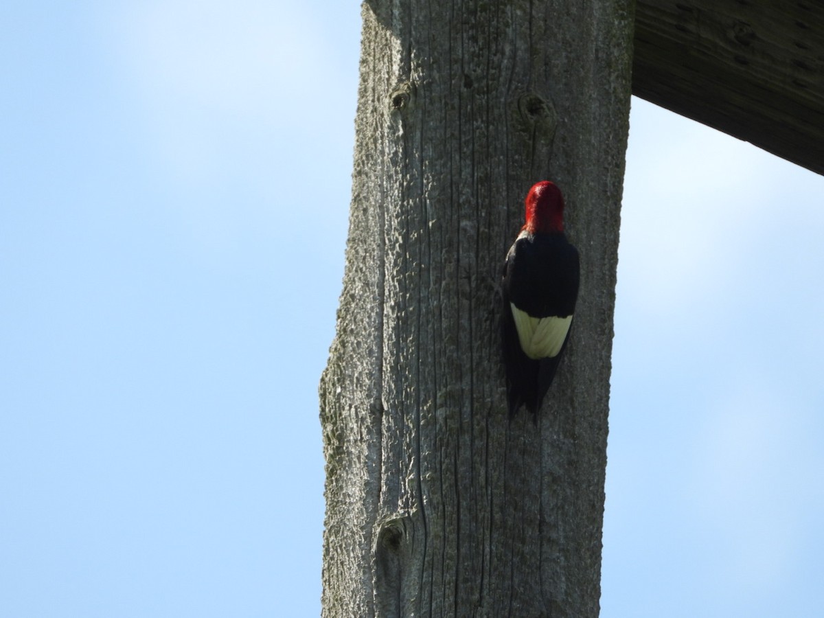 eBird Checklist - 3 Jul 2023 - Sharon Mills Co. Park--north - 22 species