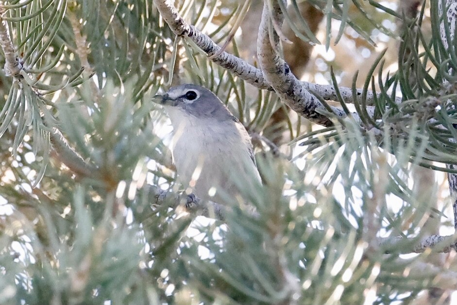 eBird Checklist - 3 Jul 2023 - Sunrise Pass Rd, Minden - 17 species