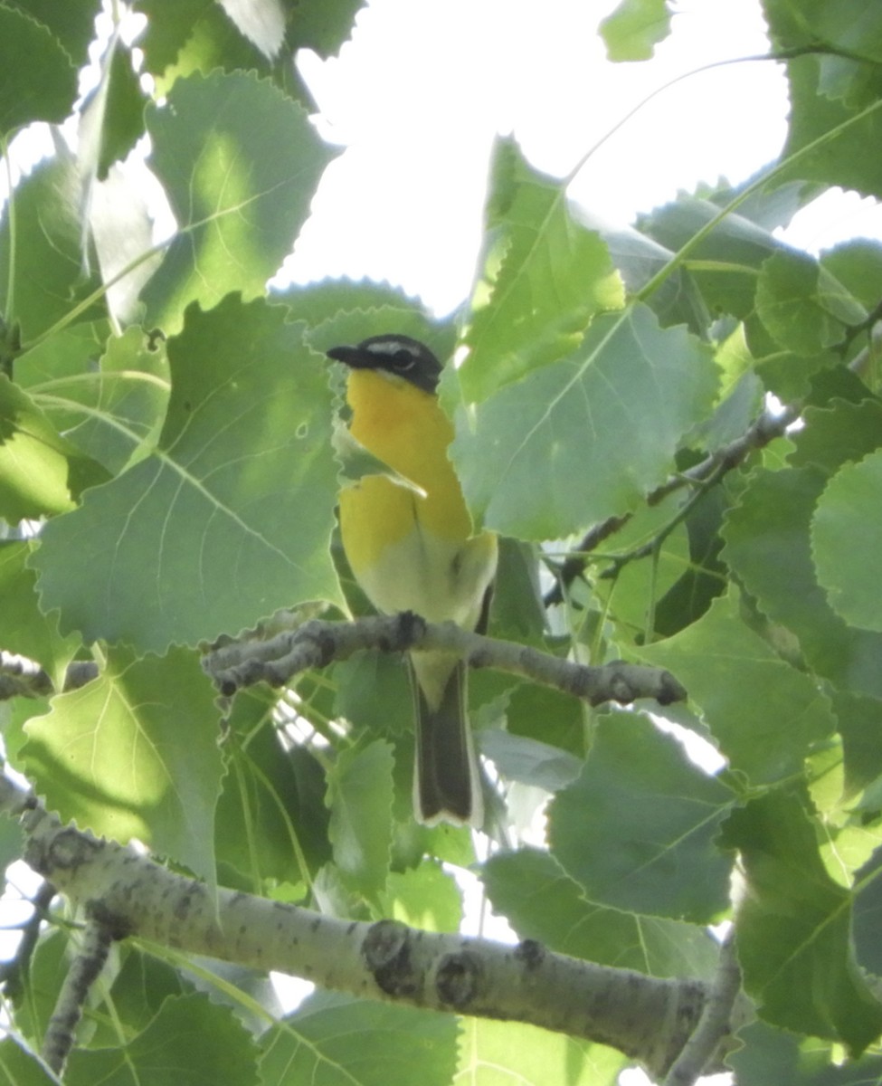 eBird Checklist - 2 Jul 2023 - Minneopa SP--Seppman Mill Trail - 32 species