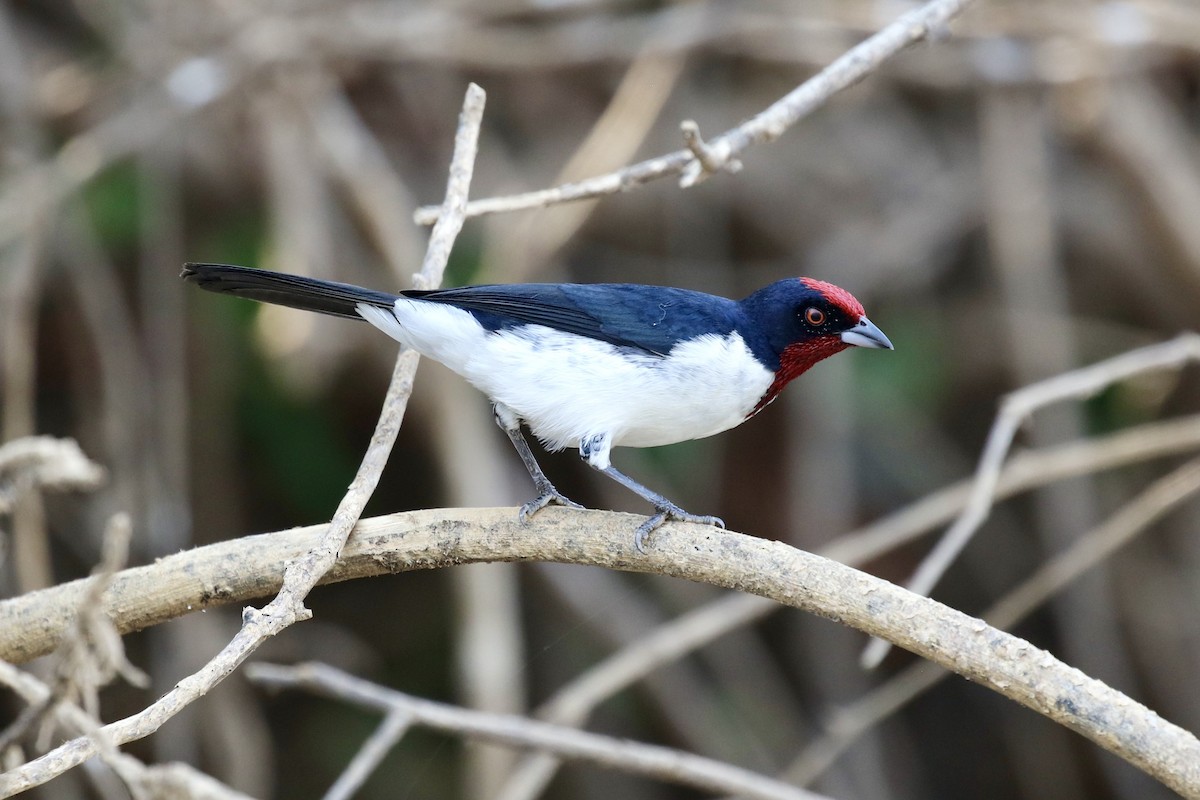 Crimson-fronted Cardinal (Araguaia) - eBird