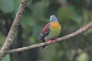 Little Green-Pigeon - Treron olax - Birds of the World