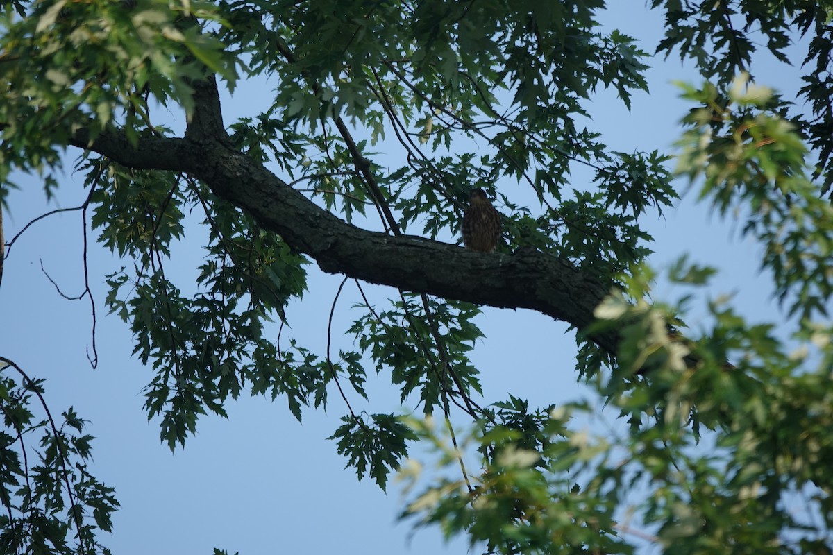 eBird Checklist - 4 Jul 2023 - Merlin site - 1 species