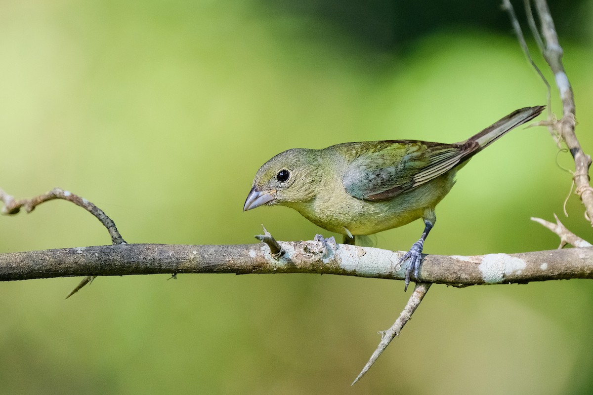 eBird Checklist - 2 Jul 2023 - Peveto Woods--Baton Rouge Audubon ...