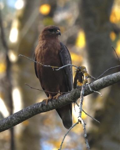Elgin Buzzard (undescribed form) - eBird
