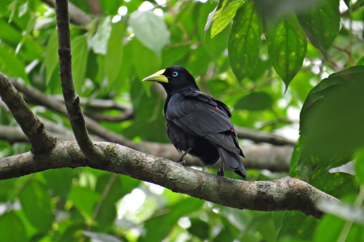 eBird Checklist - 5 Feb 2016 - Manaus--MUSA/Jardim Botânico A. Ducke ...