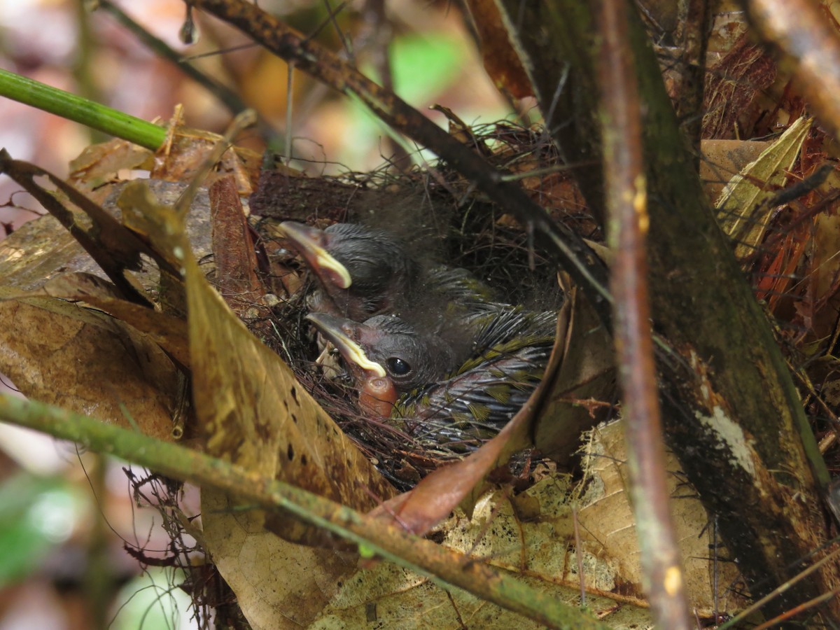 eBird Checklist - 25 Mar 2016 - Manaus--MUSA/Jardim Botânico A. Ducke ...