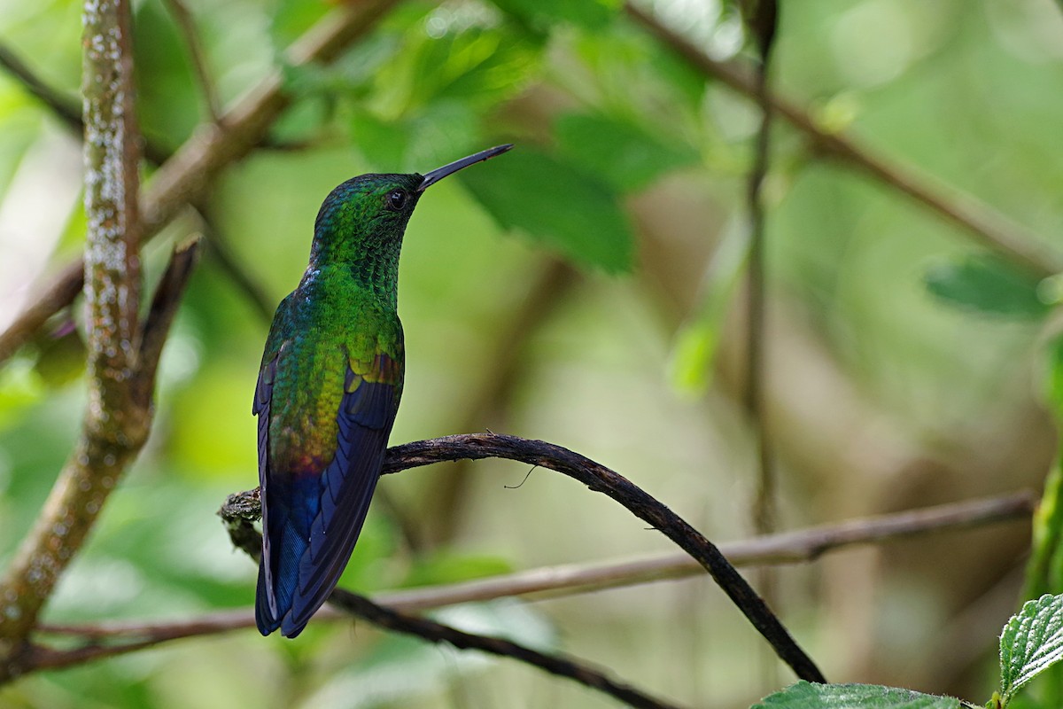 Actualización de la taxonomía eBird 2019 - eBird Central America