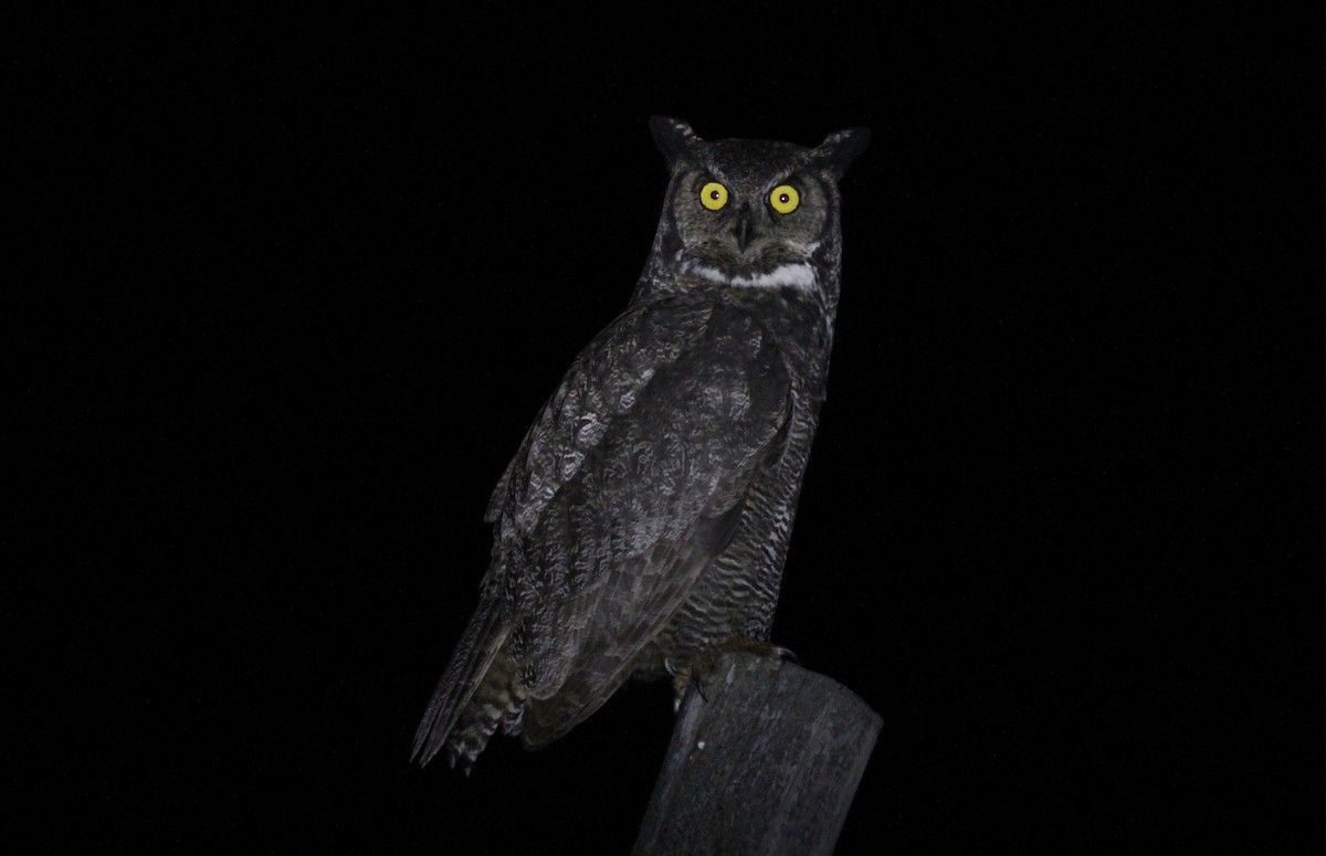 eBird Checklist - 22 May 2017 - Kamloops - 5 species